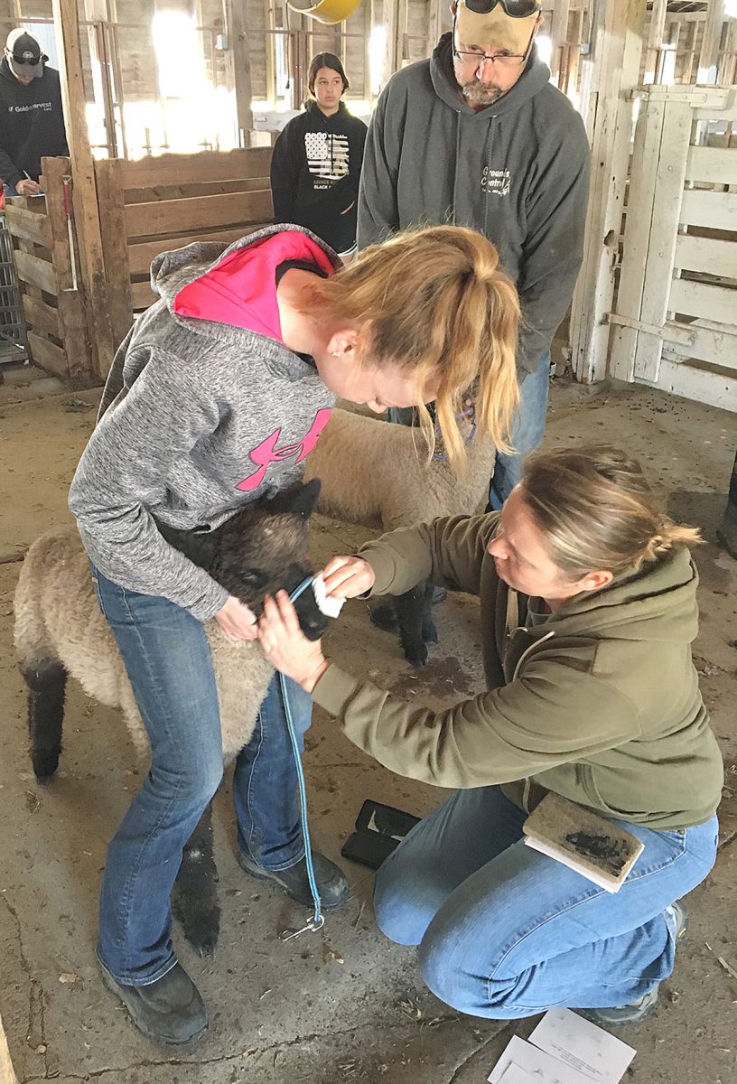 4-H and FFA youth weigh livestock for the 2019 Atchison County Fair ...