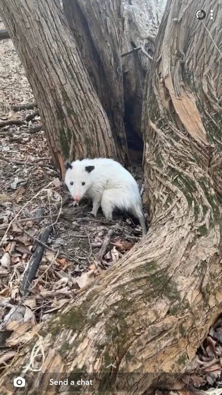 Pretty possum pigmentation