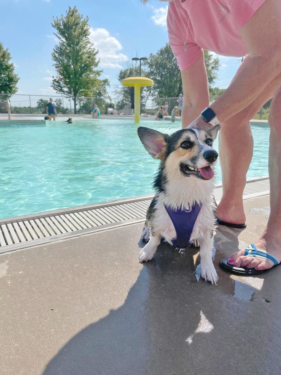 Dog Days of Summer at Tarkio Municipal Pool - Farmer Publishing