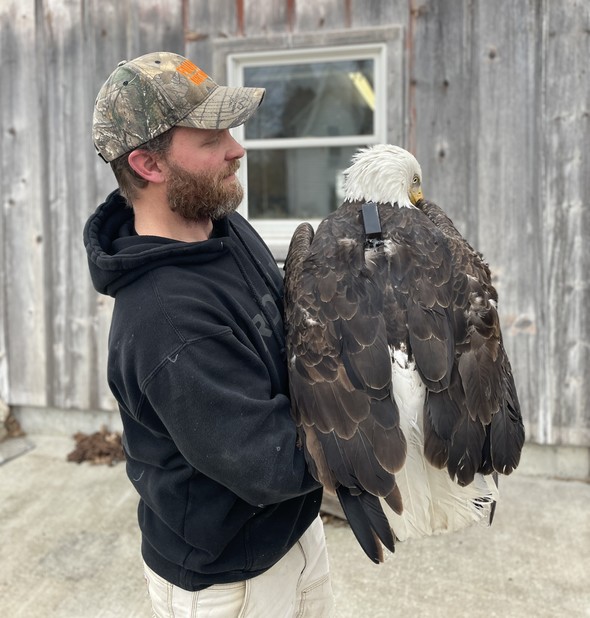 MDC partnering on research about bald eagles and wind turbines - Farmer ...
