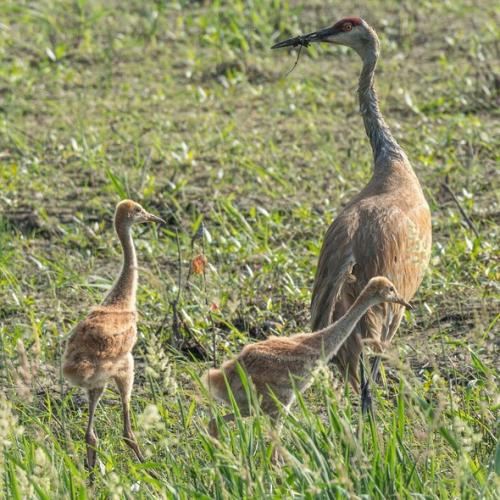 MDC notes rare sandhill cranes nesting at Loess Bluffs National ...