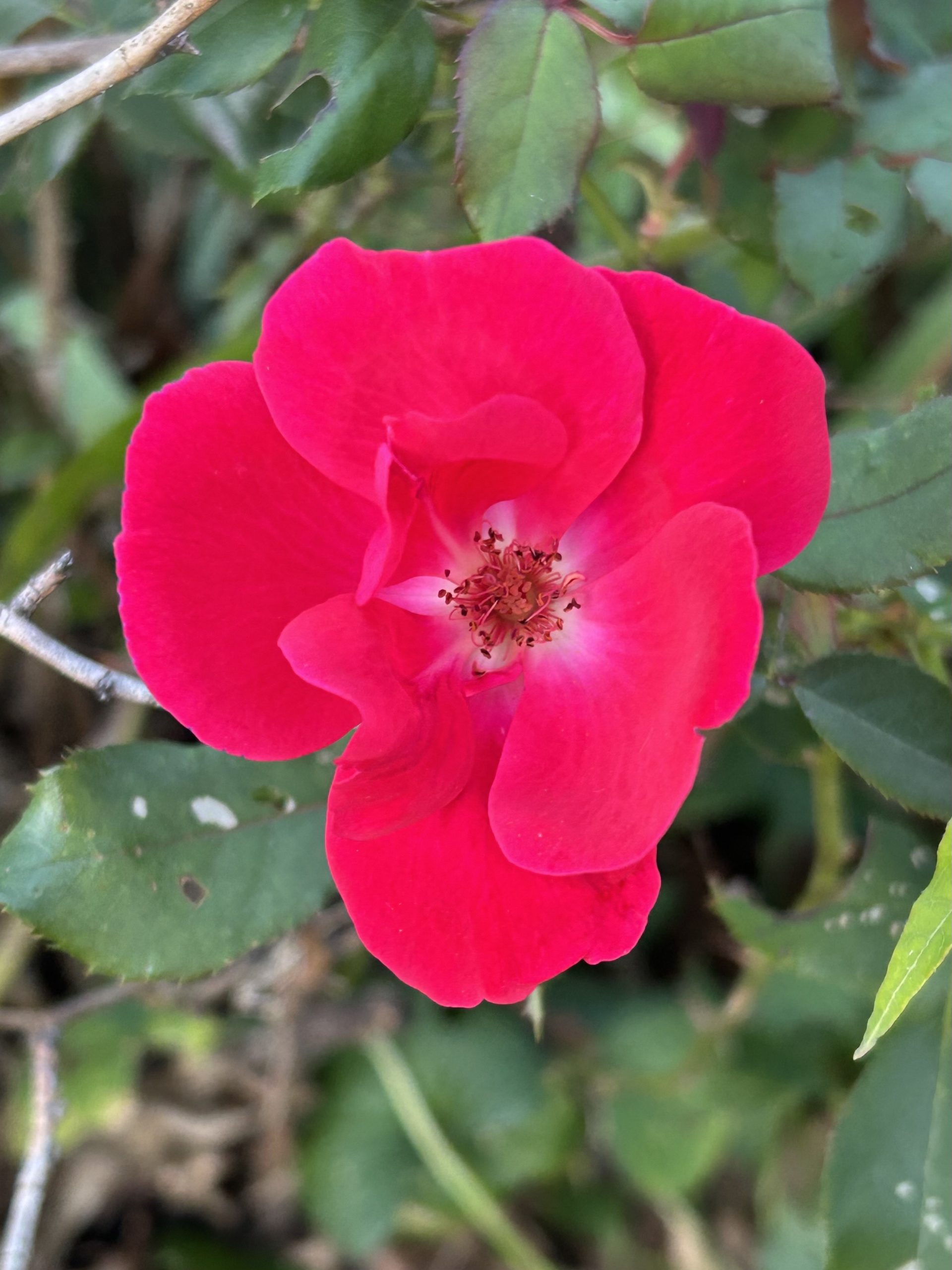 Stop and smell the roses - Farmer Publishing